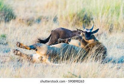 42 Safari Animls Images, Stock Photos & Vectors | Shutterstock