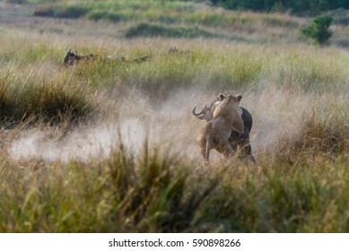 42 Safari Animls Images, Stock Photos & Vectors | Shutterstock