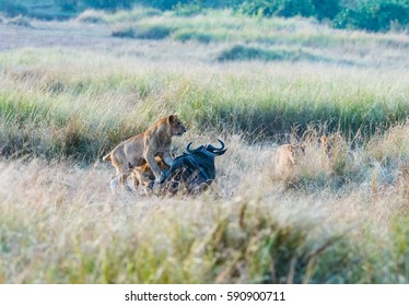 42 Safari Animls Images, Stock Photos & Vectors | Shutterstock