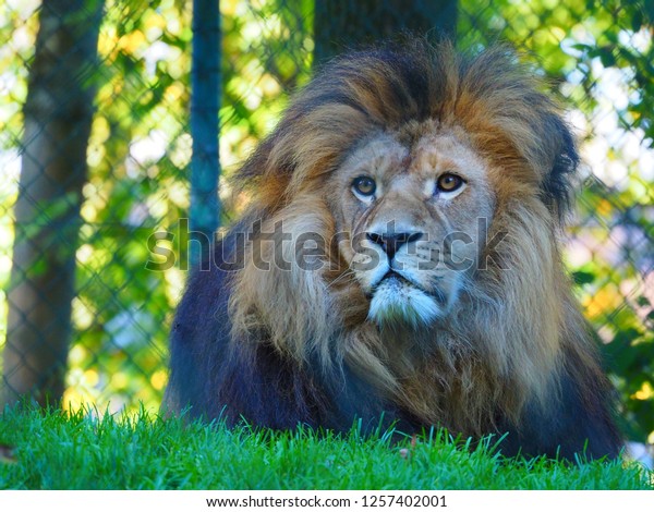 Lion King Forest Stock Photo 1257402001 | Shutterstock