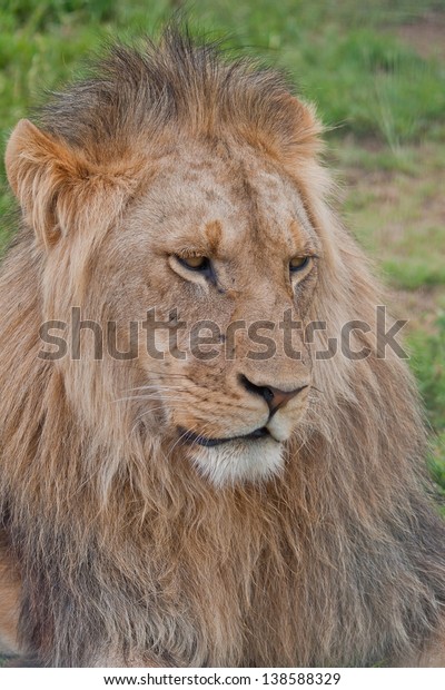 Lion Panthera Leo Big Cat Sanctuary Stock Photo (Edit Now) 138588329 Lion Panthera Leo Big Cat Sanctuary Stock Photo (Edit Now) 138588329