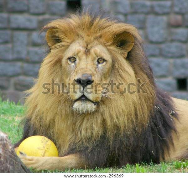 Lion Playing Ball Stock Photo 296369 | Shutterstock