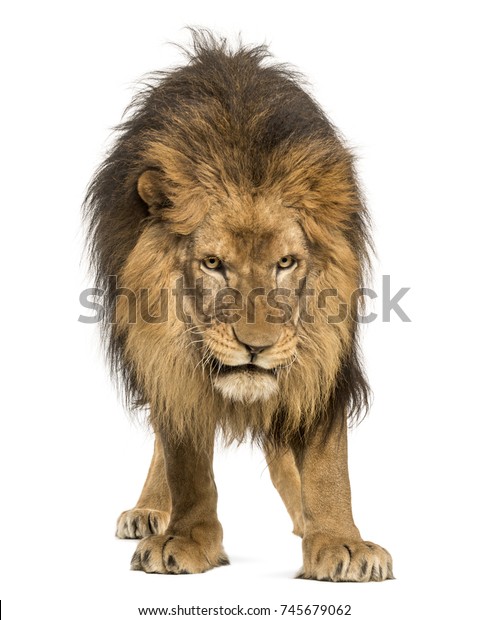 León de pie, mirando hacia abajo, Panthera Leo, de 10 años, aislado en ...