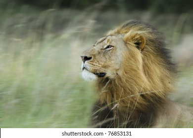 2,952 Wind lion 图片、库存照片和矢量图 | Shutterstock