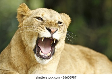 Stock Photo and Image Portfolio by Spotlite Photography | Shutterstock