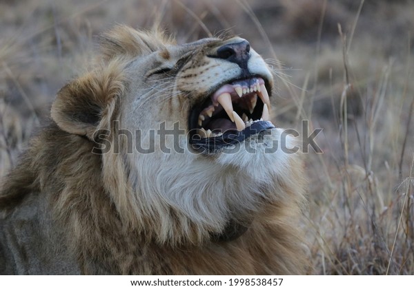 Lions Posing Camera Stock Photo 1998538457 | Shutterstock