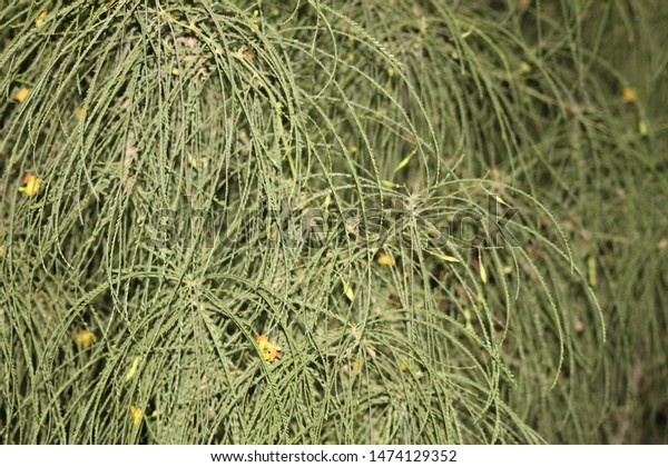 Lipe Tree Just Captured Stock Photo 1474129352 | Shutterstock