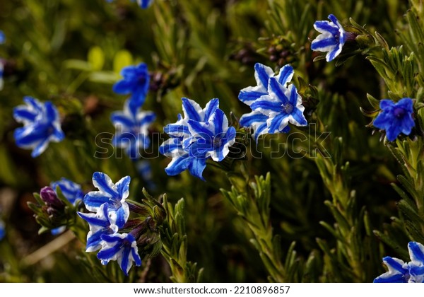 Lithodora Diffusa Star Compact Evergreen Shrub Stock Photo 2210896857 ...