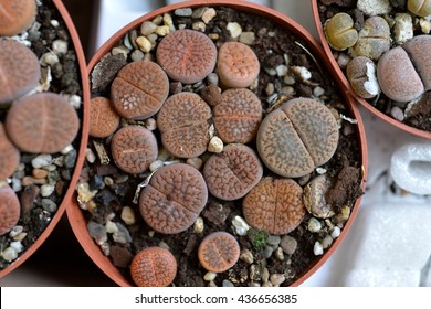 Lithop: imágenes, fotos de stock y vectores | Shutterstock