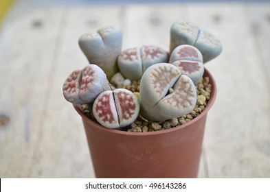 2,168 Lithops Images, Stock Photos & Vectors | Shutterstock