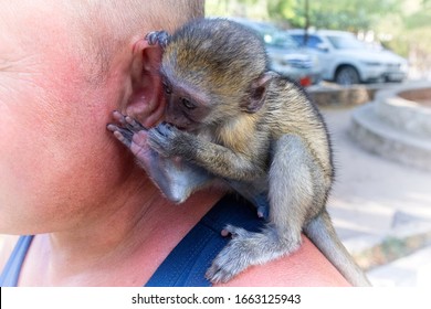 252 Monkey sitting on shoulder Images, Stock Photos & Vectors ...