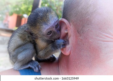 252 Monkey sitting on shoulder Images, Stock Photos & Vectors ...