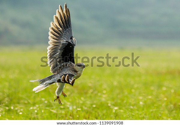 Little Eagle Flying Stock Photo (Edit Now) 1139091908