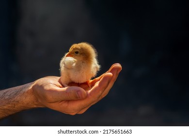 43,428 Standing chick Images, Stock Photos & Vectors | Shutterstock