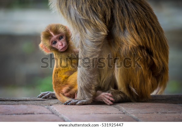 Little Yellow Monkey Mom Stock Photo 531925447 | Shutterstock