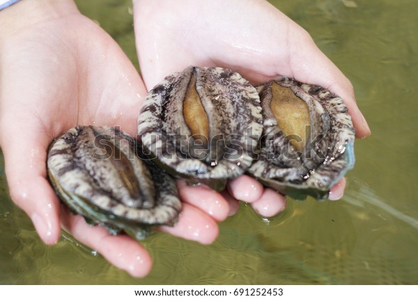 Live Abalone Shell Stock Photo (Edit Now) 691252453