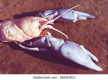Live Crayfish Closeup PPT template 13 | CrystalGraphics