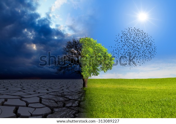 Live Dead Tree Stock Photo 313089227 | Shutterstock