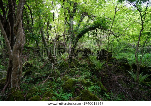 Lively Dense Forest Springtime Stock Photo (Edit Now) 1940018869