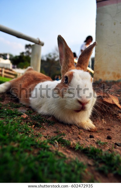 Lively Rabbit Stock Photo 602472935 | Shutterstock