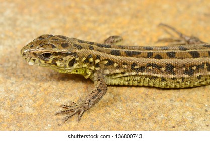 Diamondback Water Snake Closeup Stock Photo 1161084781 | Shutterstock