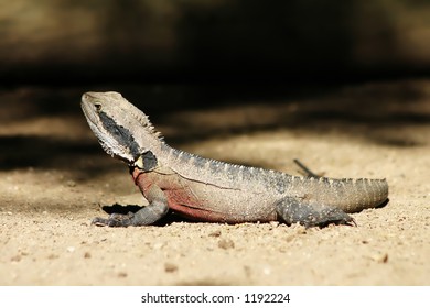 Young Diamondback Rattlesnake Stock Photo 1307023177 | Shutterstock