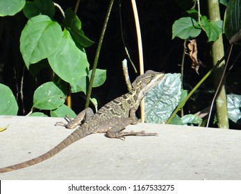 465 imágenes de Belize lizards - Imágenes, fotos y vectores de stock ...