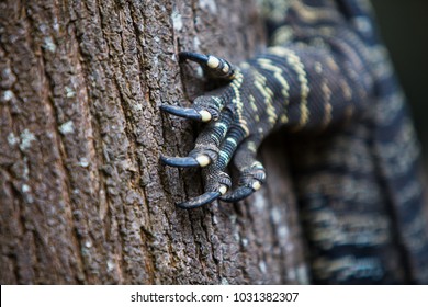 27,840 Lizard claws Images, Stock Photos & Vectors | Shutterstock