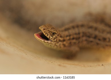 Arabian Sand Gecko Stenodactylus Arabicus Stock Photo (Edit Now) 283101341