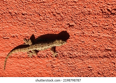 21,345 Lizard on the wall Images, Stock Photos & Vectors | Shutterstock