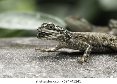 2,099 Lizard eating insect Images, Stock Photos & Vectors | Shutterstock