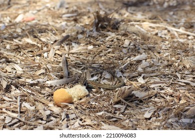 21,401 Animal Eating Bread Images, Stock Photos & Vectors | Shutterstock