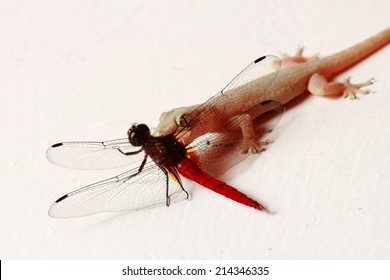 225 Lizard eating fly Images, Stock Photos & Vectors | Shutterstock