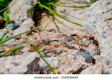 225 Lizard eating fly Images, Stock Photos & Vectors | Shutterstock