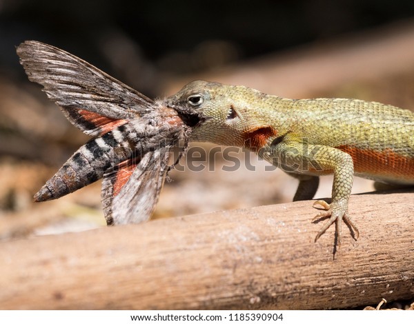 Lizard Eats Moth Galapagos Beach Sunlight Stock Photo 1185390904 ...