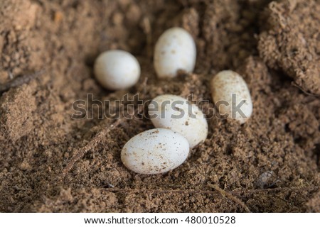 Lizard Eggs Stock Photo (Edit Now) 480010528 - Shutterstock