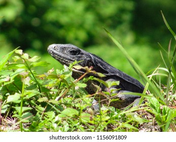 465 imágenes de Belize lizards - Imágenes, fotos y vectores de stock ...