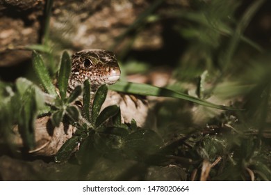 Lizard Face Grass Lizard Lizard Grass Stock Photo 1478020664 | Shutterstock