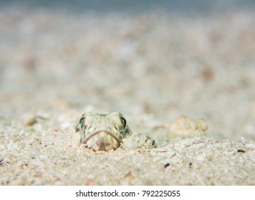 477 Sand Lizard Fish Images, Stock Photos & Vectors | Shutterstock