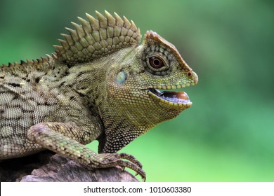 Chameleon Images, Stock Photos & Vectors | Shutterstock