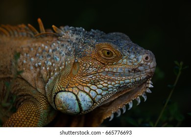 Leguan Potrait Dragon Stock Photo 610976780 | Shutterstock