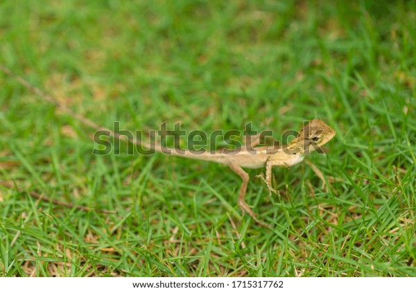 Lizard Long Tail Grass Vietnam Muine Stock Photo 1715317762 | Shutterstock