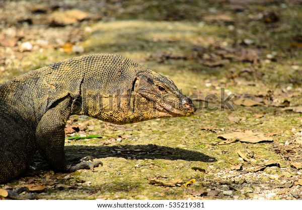 Lizard Looking Back Pose Stock Photo 535219381 | Shutterstock