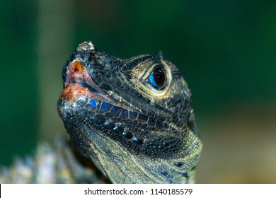 Lizard Looking Camera Stock Photo (Edit Now) 1140185579