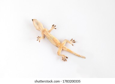 256 Lizard upside down Images, Stock Photos & Vectors | Shutterstock