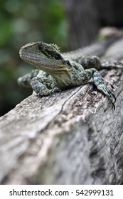 109 Lizard on railing Images, Stock Photos & Vectors | Shutterstock