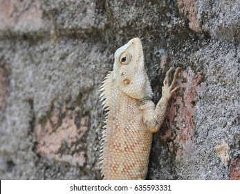 Lizard On Wall Stock Photo 635593331 | Shutterstock