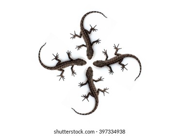 Lizard On White Background Stock Photo 397334938 | Shutterstock
