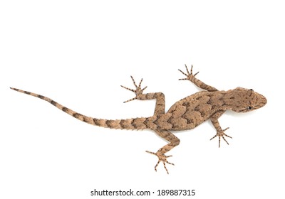 116,922 Lizard White Background Images, Stock Photos & Vectors ...