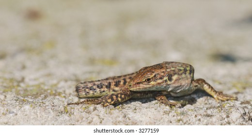 142 Lizard without tail Images, Stock Photos & Vectors | Shutterstock